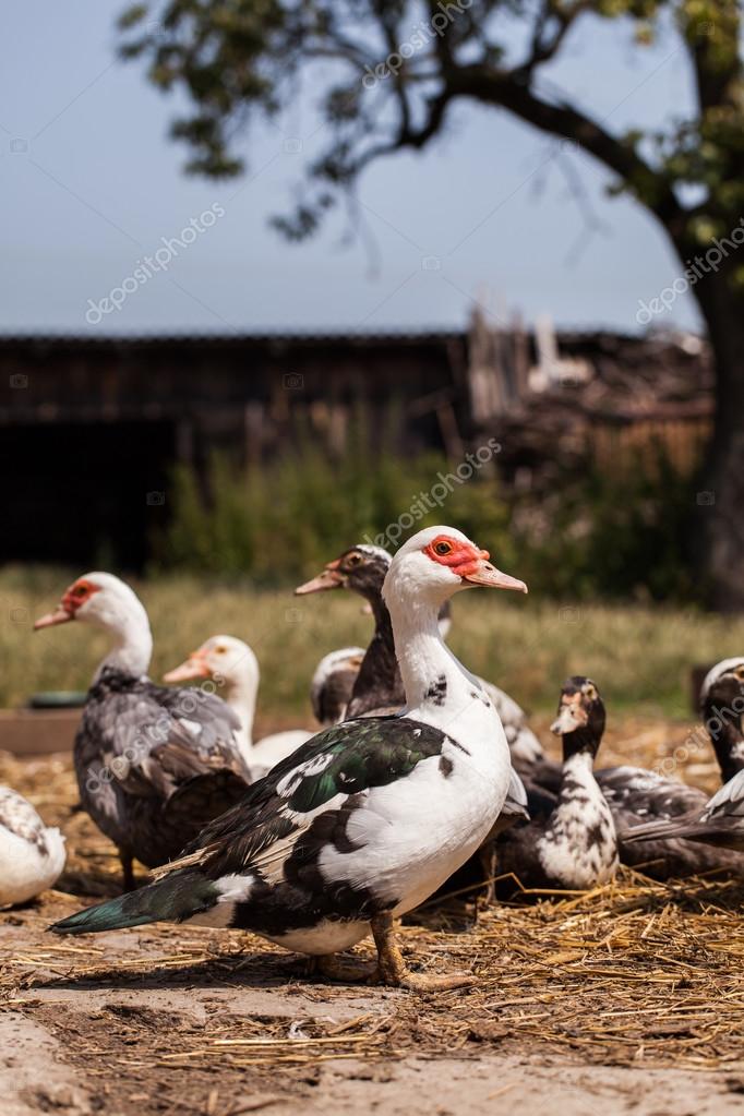 Village farm ducks on the wild grass Stock Photo by ©yeti88 78464788