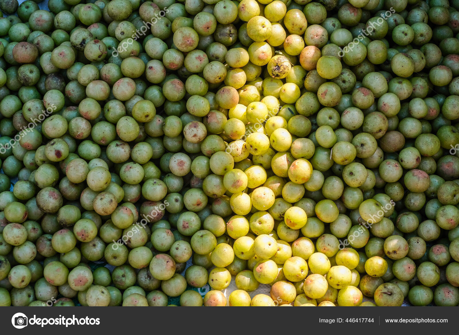 Indian Gooseberry Phyllanthus Emblica Malacca Tree Amla Fruit Emblic ...