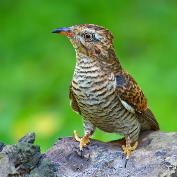 Indian Cuckoo bird Stock Photo by ©thawats 107962652