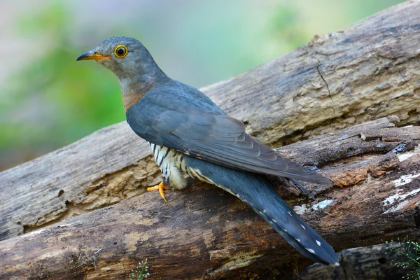 Indian Cuckoo bird Stock Photo by ©thawats 107962652