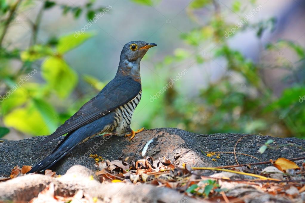 Indian Cuckoo bird Stock Photo by ©thawats 107962648