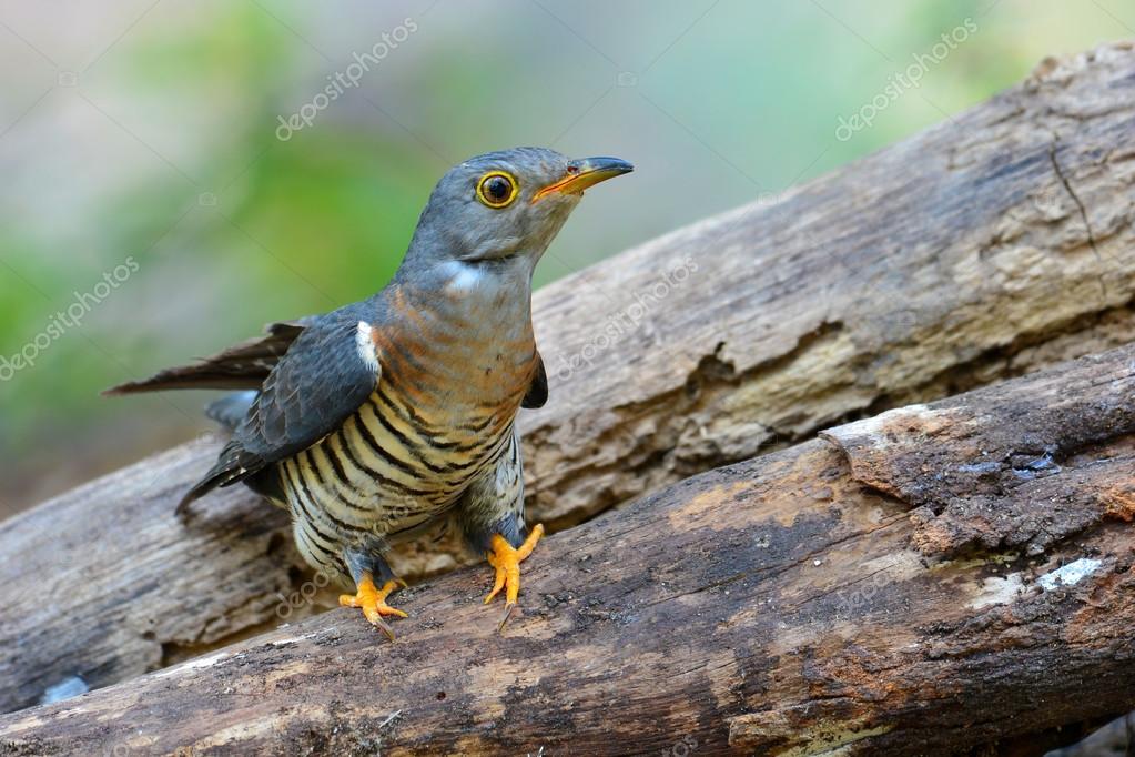 Indian Cuckoo bird Stock Photo by ©thawats 107962652
