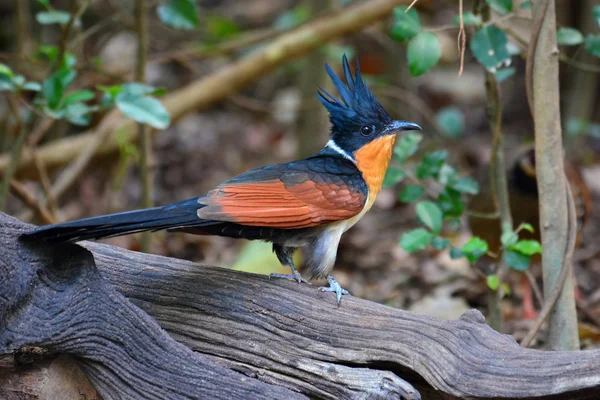 Chestnut wing cuckoo Stock Photos, Royalty Free Chestnut wing cuckoo ...