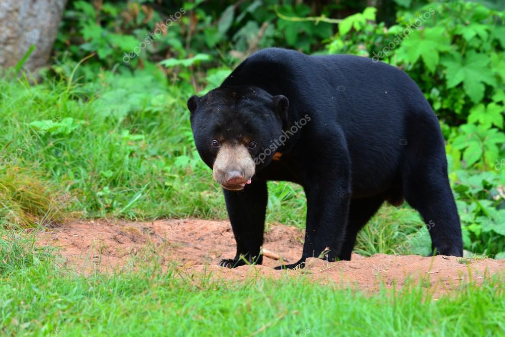 Malayan sun bear Stock Photo by ©thawats 115164038