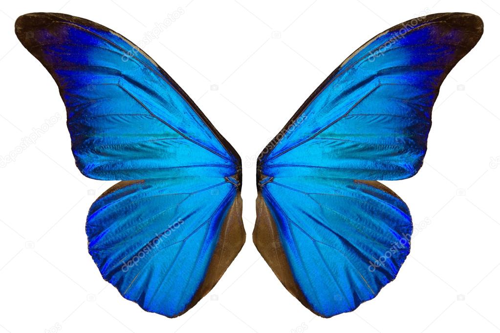 Beautiflul butterfly wing Stock Photo by ©thawats 115164086
