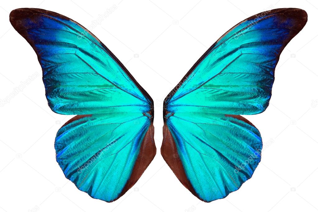 Beautiful Butterfly Wings