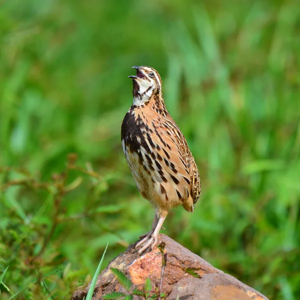 Rain Quail Stock Photo by ©thawats 83004466