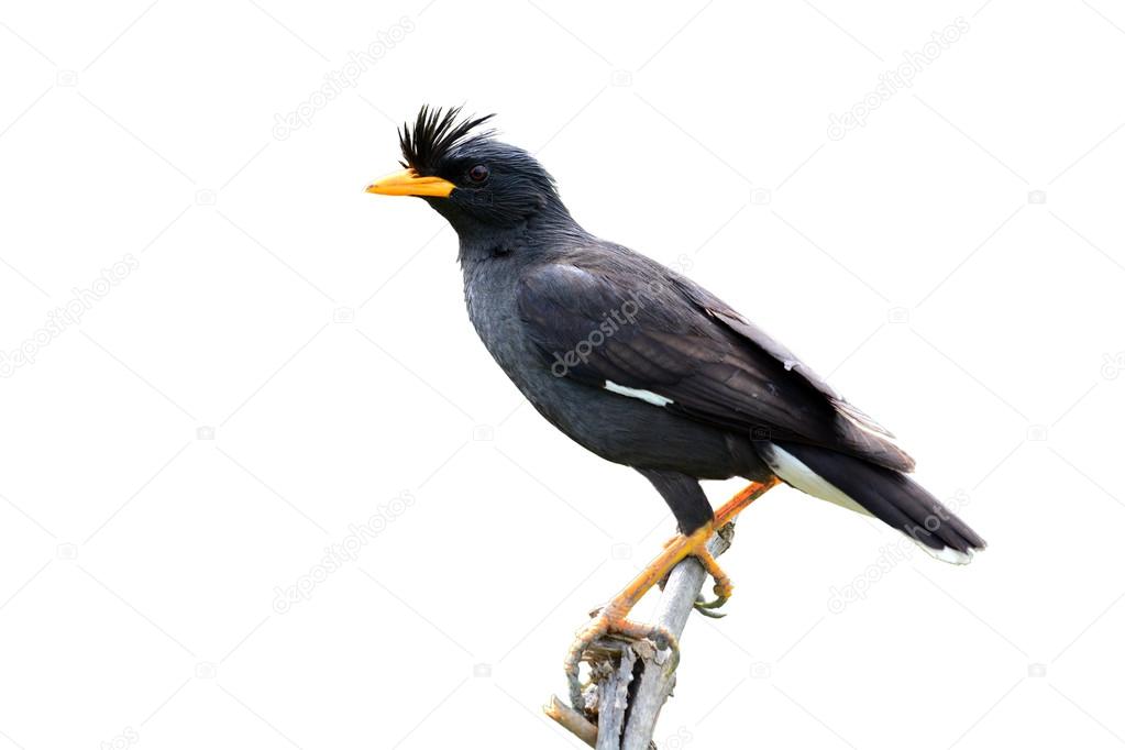 White-vented Myna bird — Stock Photo © thawats #118460414