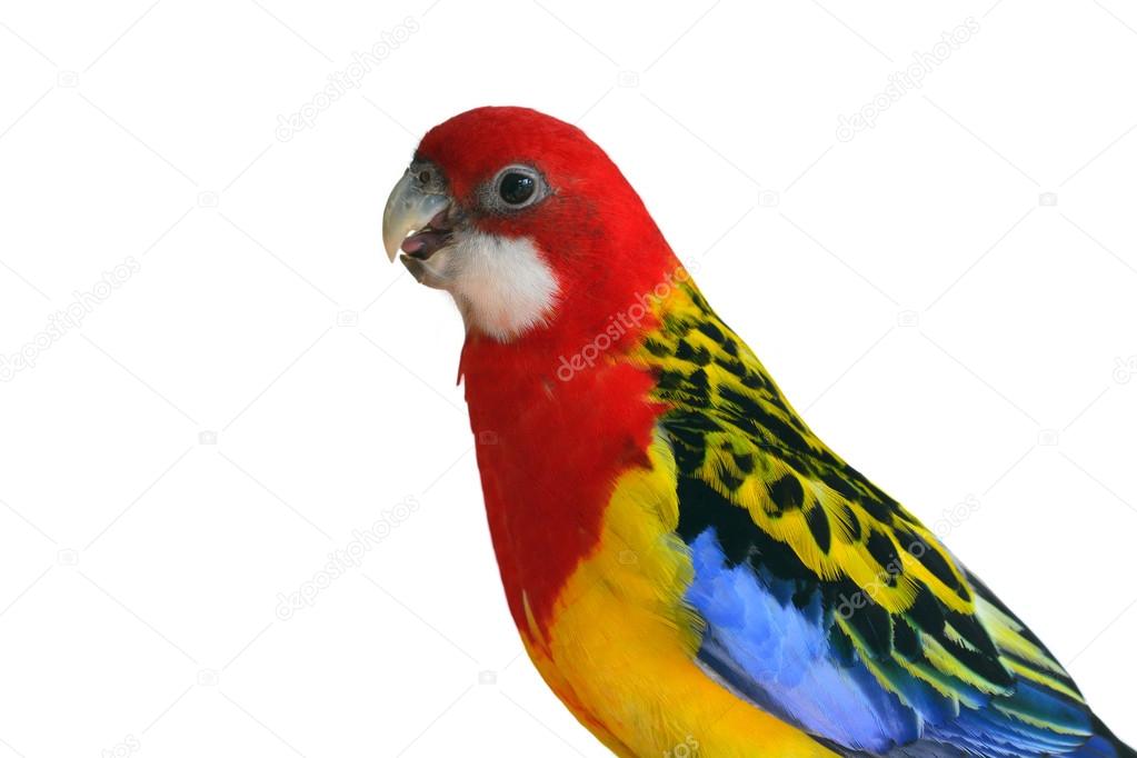 Eastern Rosella Parrot bird ⬇ Stock Photo, Image by © thawats #120201326