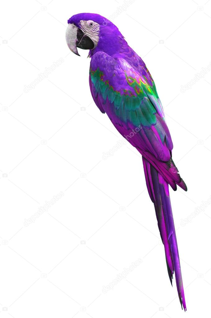 Purple macaw — Stock Photo © thawats #52152131