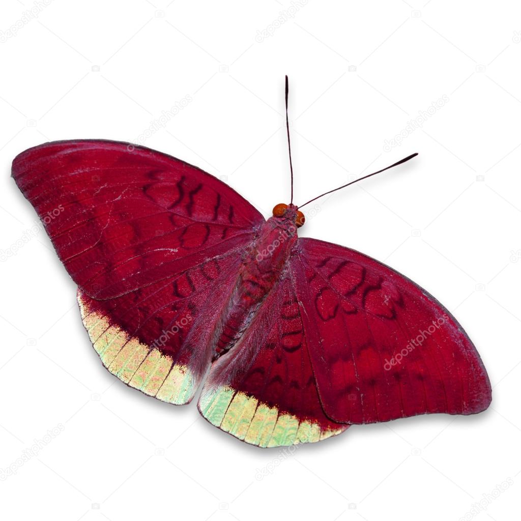 Mariposa roja: fotografía de stock © thawats #52431231 | Depositphotos