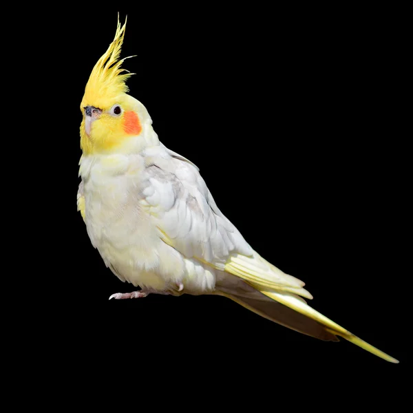 Side view of a Cockatiel, isolated on white — Stock Photo © lifeonwhite ...