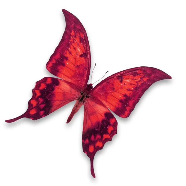 Papillon rouge fleur de la passion images libres de droit, photos de ...