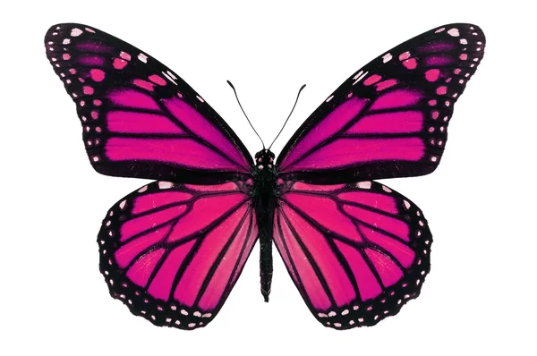 Pink butterfly Stock Photo by ©thawats 57696221