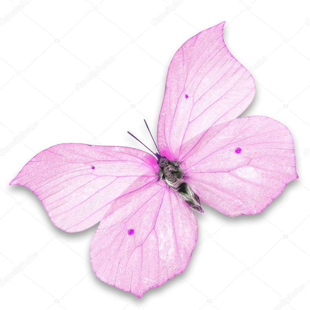 Mariposa rosa: fotografía de stock © thawats #57696365 | Depositphotos