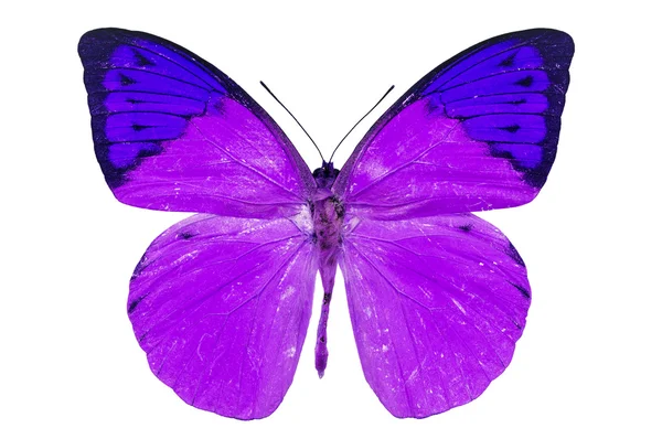 Purple butterfly Stock Photos, Royalty Free Purple butterfly Images ...