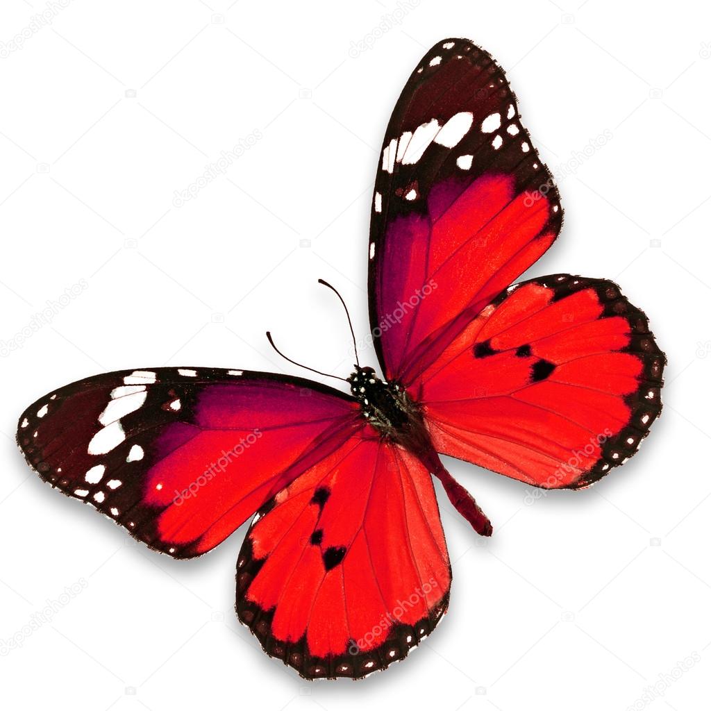 Red butterfly Stock Photo by ©thawats 58237977