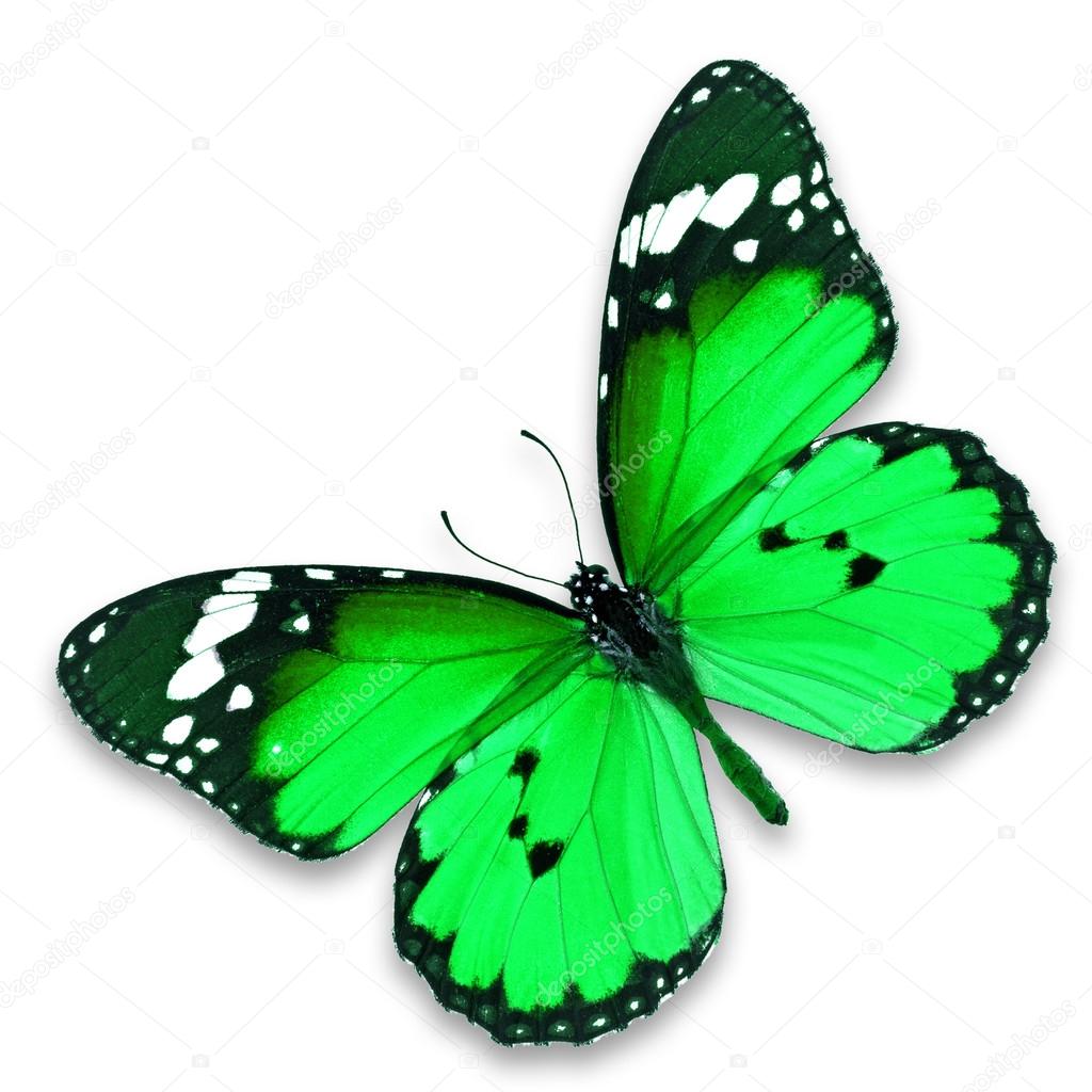 Green Butterfly Images