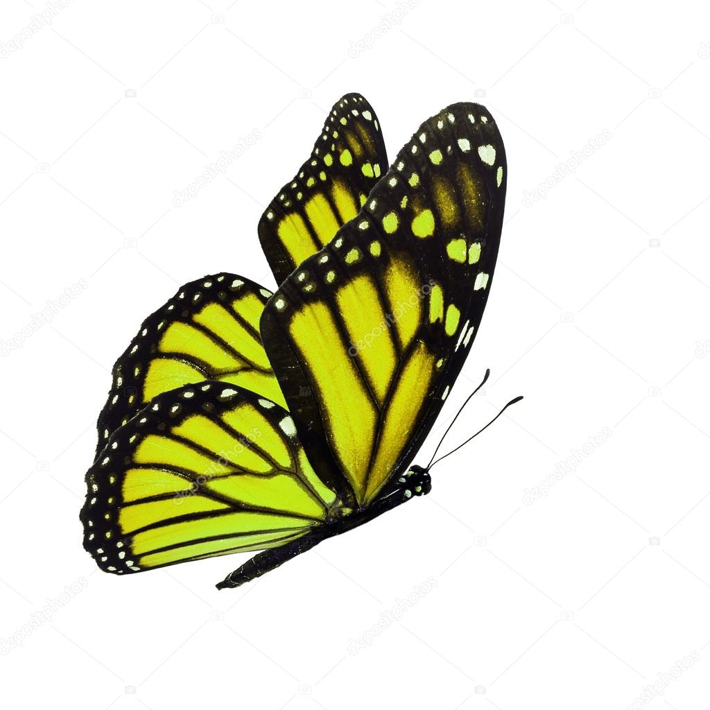 Yellow butterfly Stock Photo by ©thawats 58491377 Yellow butterfly Stock Photo by ©thawats 58491377