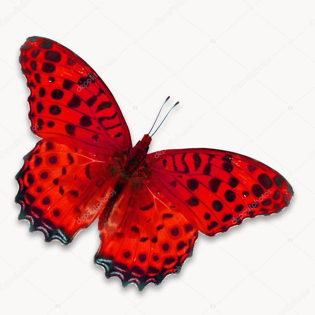 Red butterfly — Stock Photo © thawats #60027943