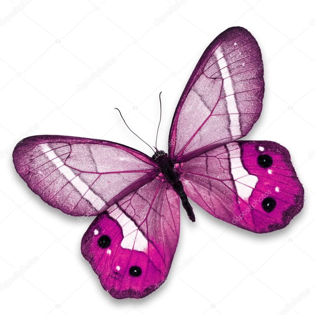mariposa rosa — Foto de stock © thawats #61306393