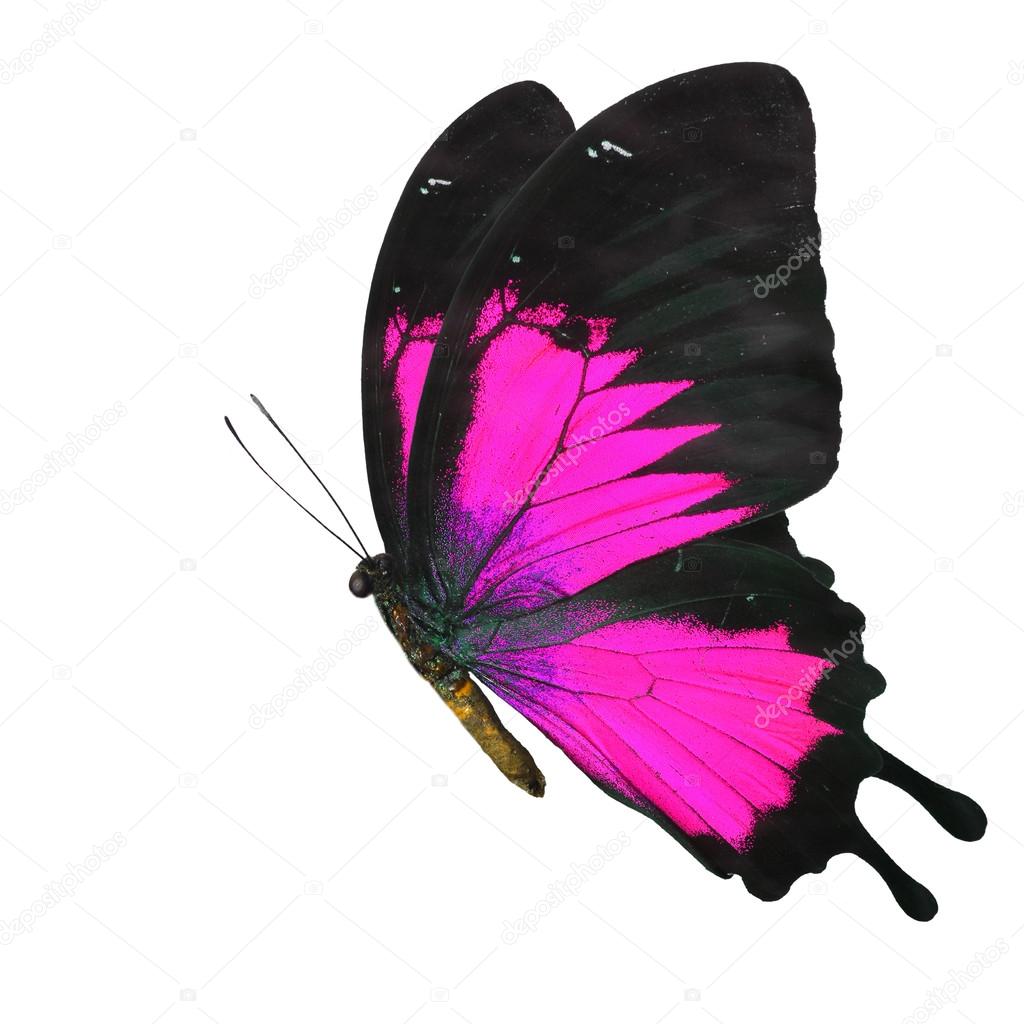 Pink butterfly Stock Photo by ©thawats 61306637