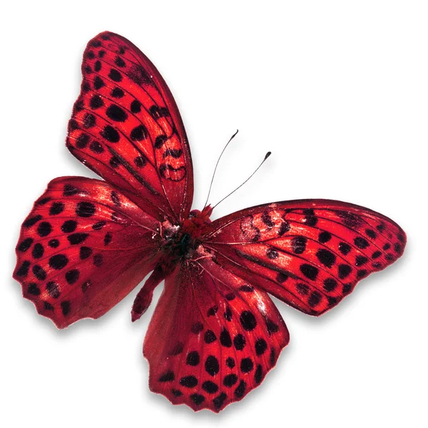 Red butterfly Stock Photos, Royalty Free Red butterfly Images ...