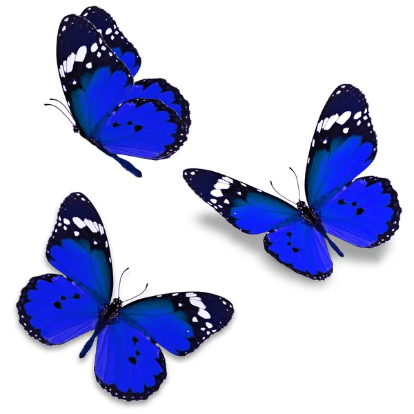 Animated Blue Butterflies