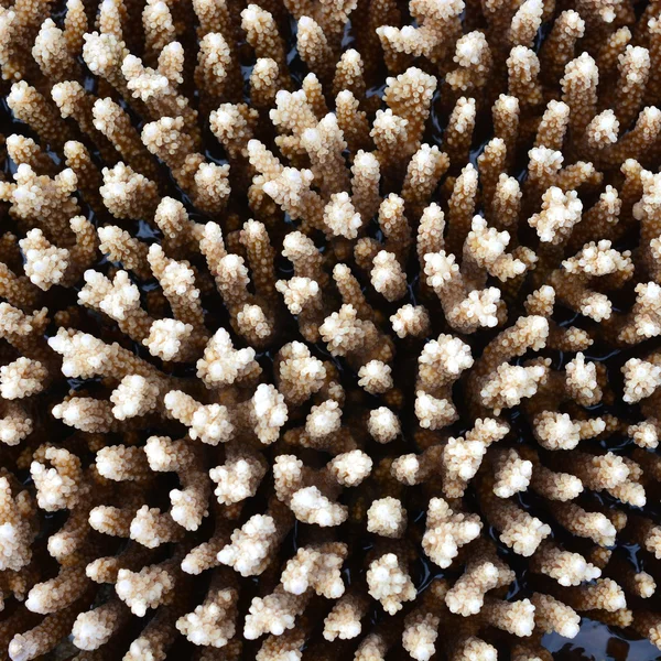 Porous Stock Photos, Royalty Free Porous Images | Depositphotos