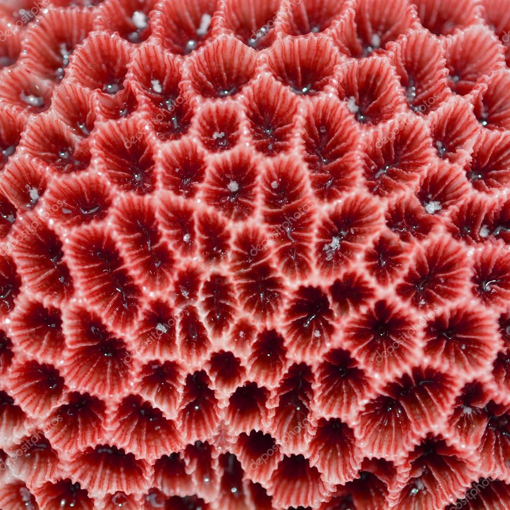 Coral Texture — Stock Photo © thawats #66031091
