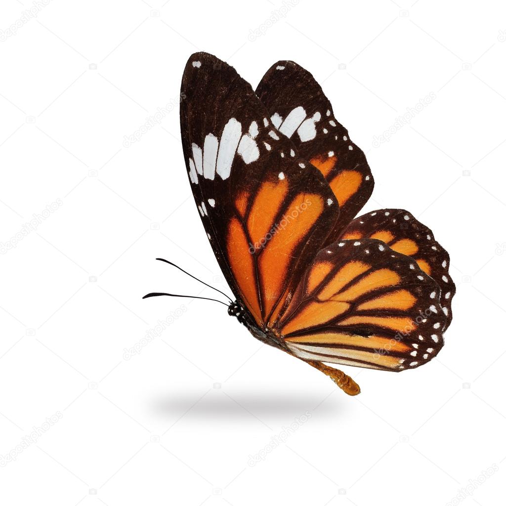 Flying Monarch Butterfly