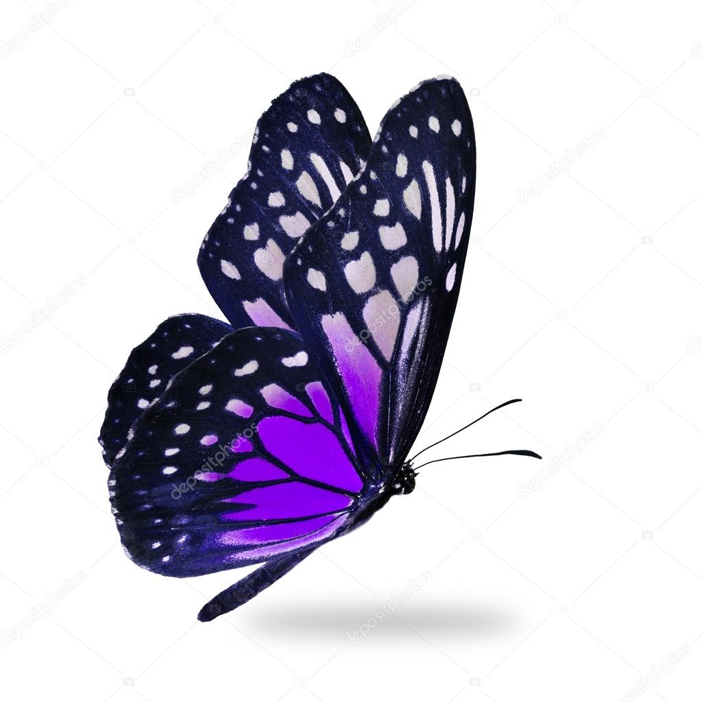 Real Purple Butterfly Flying