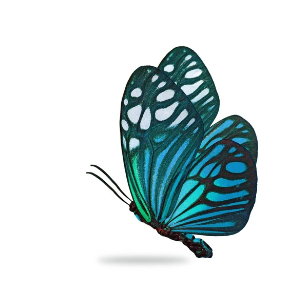 Mariposa morpho azul animada fotos de stock, imágenes de Mariposa ...