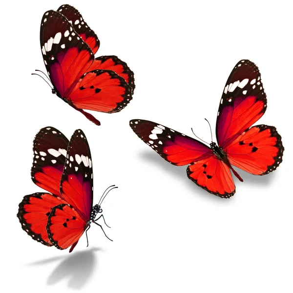Real Red Butterflies