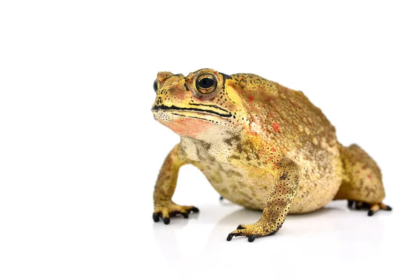 Poop toad Stock Photos, Royalty Free Poop toad Images | Depositphotos