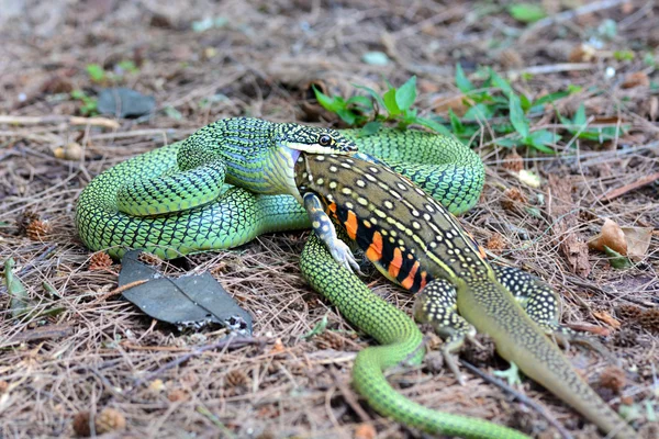 Golden Tree Snake Stock Photo by ©thawats 71581781