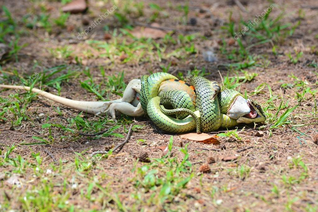 Flying Snake Eating