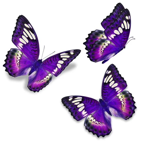 Purple butterfly background Stock Photos, Royalty Free Purple butterfly ...