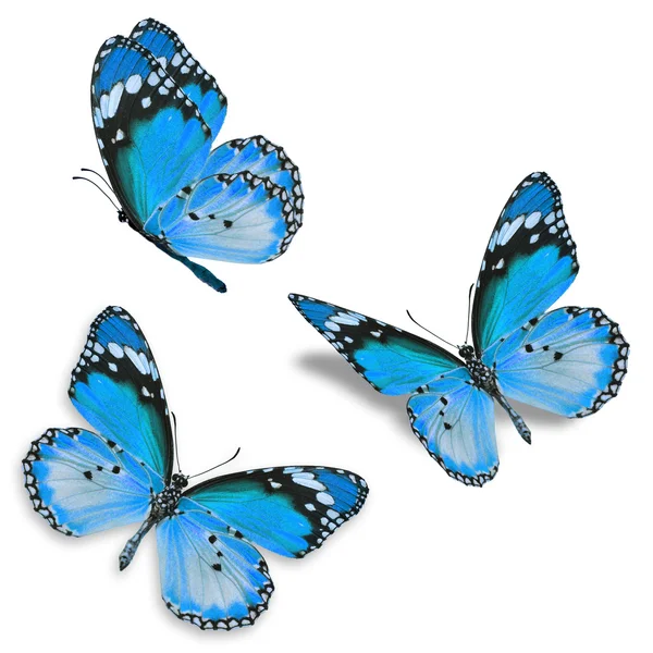 Three blue butterfly — Stock Photo © thawats #70653945
