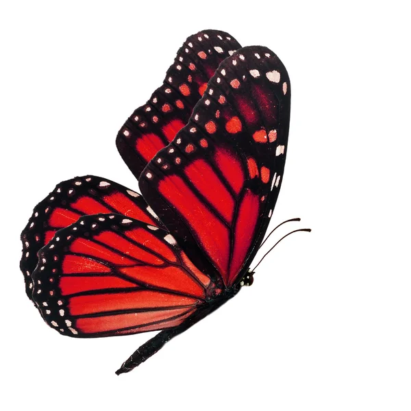 Monarch butterfly Stock Photo by ©thawats 78214322