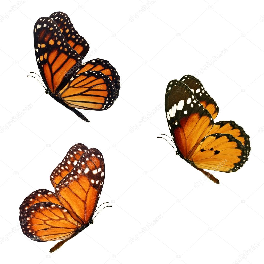 Beautiful three monarch Stock Photo by ©thawats 79560532