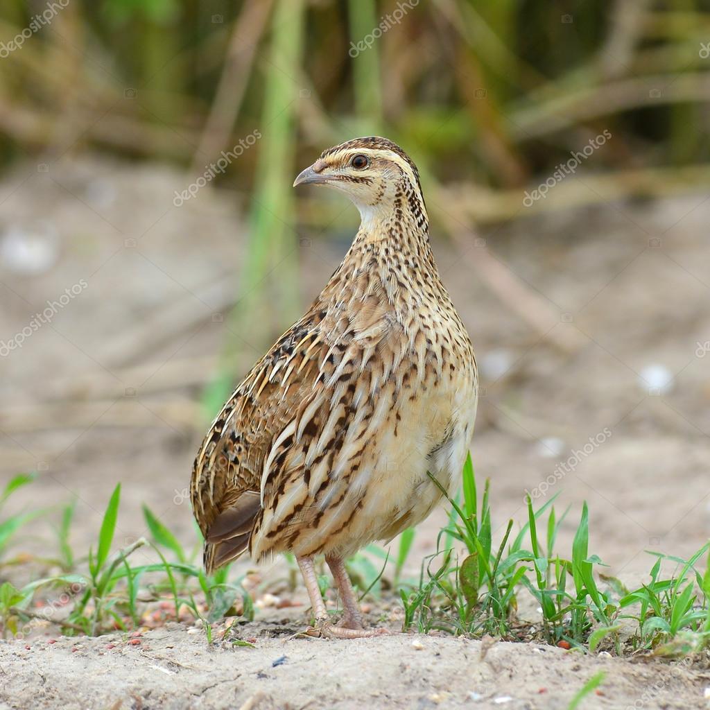 Rain Quail Stock Photo by ©thawats 83004466