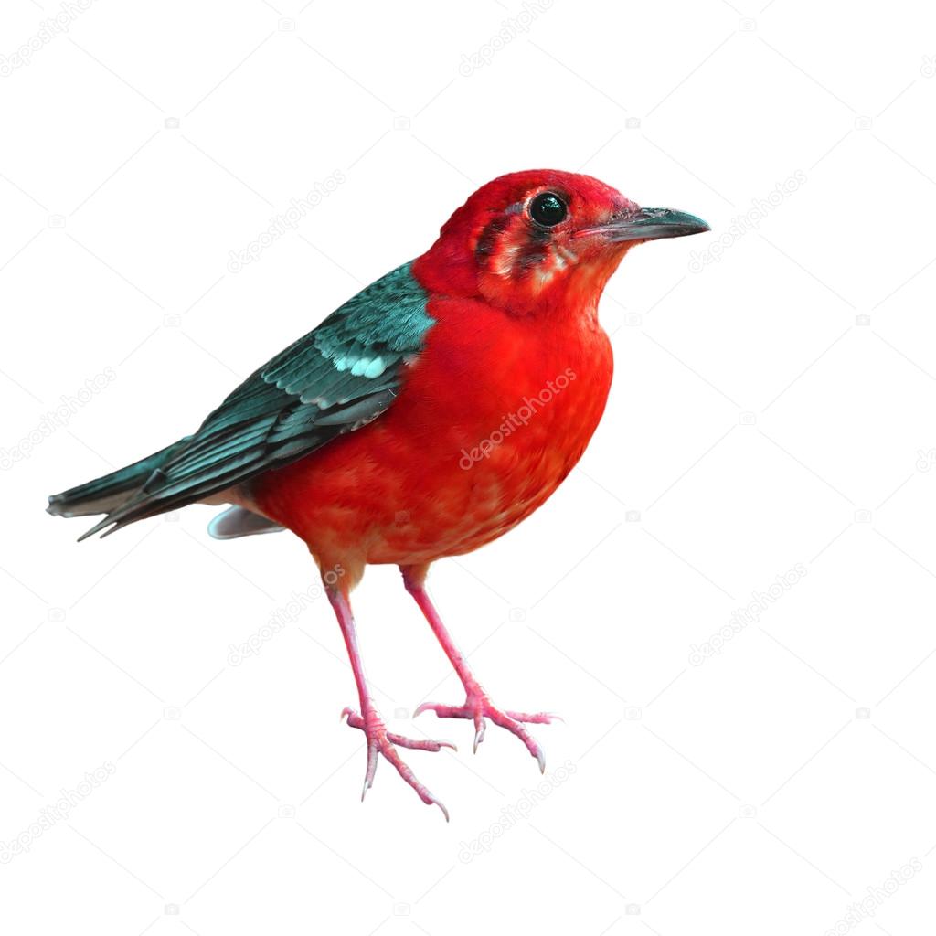Beautiful Colorful bird — Stock Photo © thawats #87312226