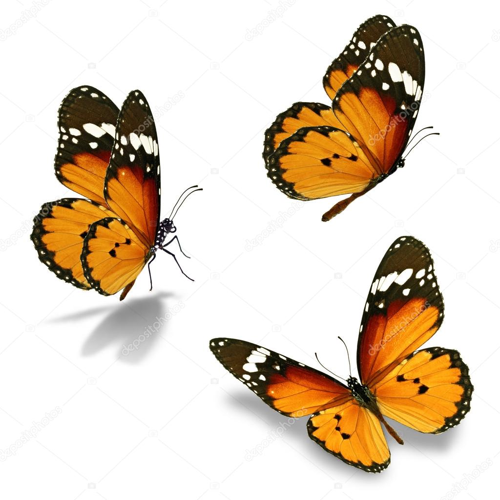 Three monarch butterfly Stock Photo by ©thawats 98546716