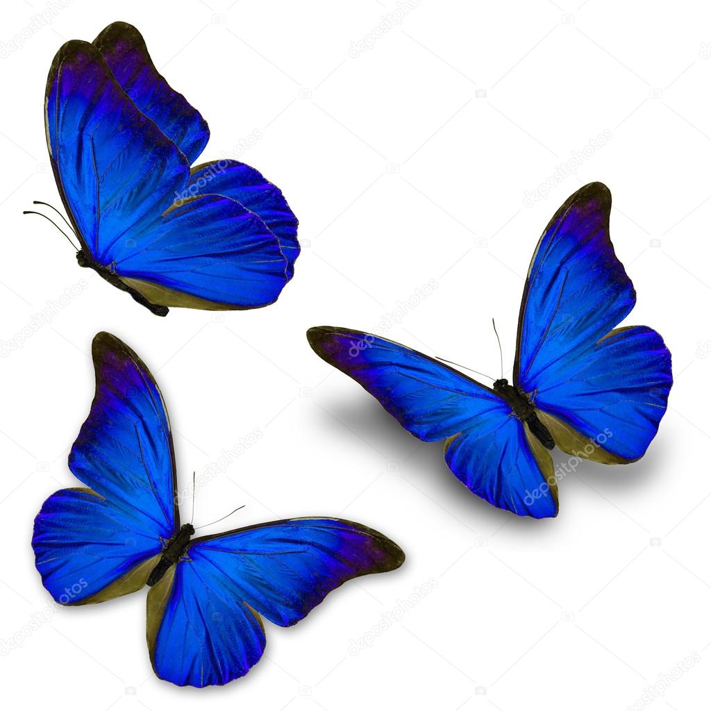Three blue butterfly Stock Photo by ©thawats 99862448