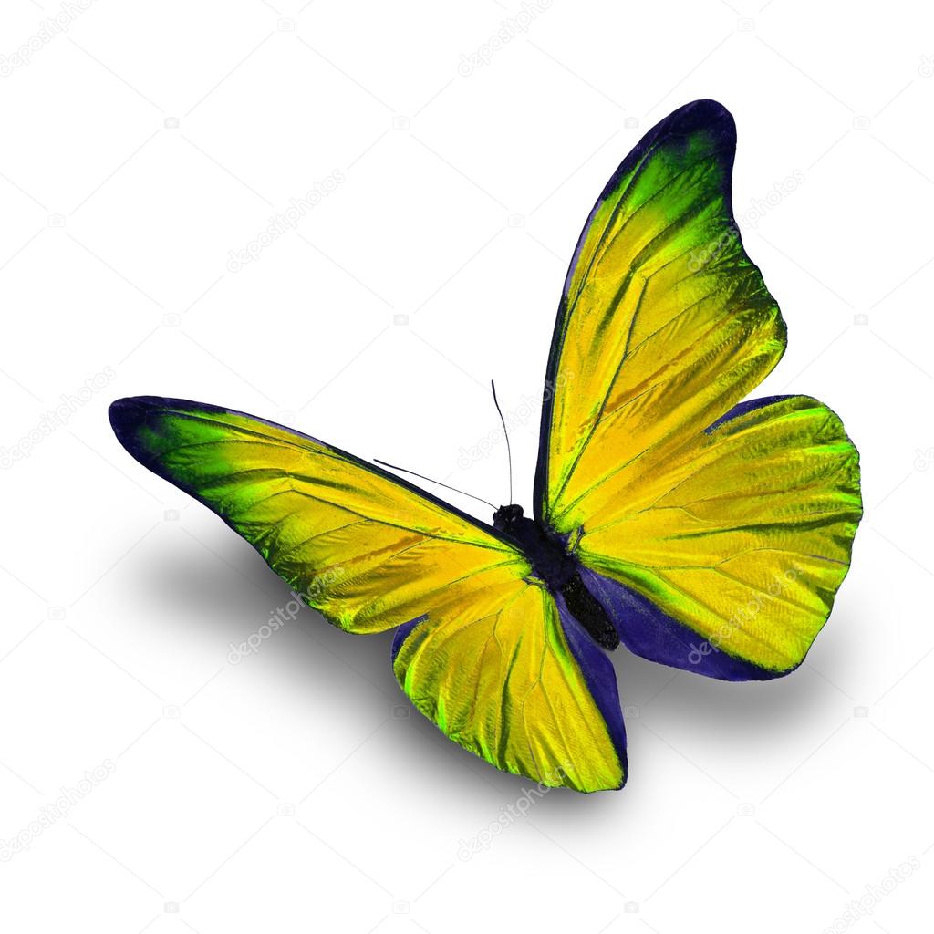 Real Yellow Butterflies