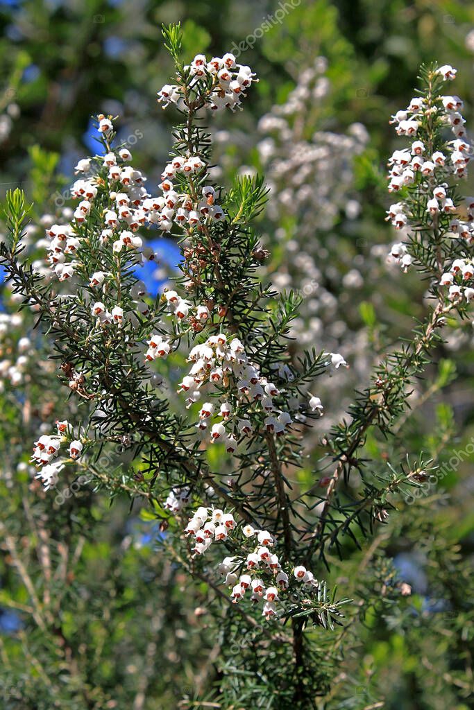 Erica arborea, el brezo arbóreo o brezo arbóreo, es una especie de ...