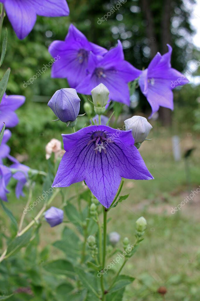 Platycodon grandiflorus es una especie de planta herbácea perteneciente ...