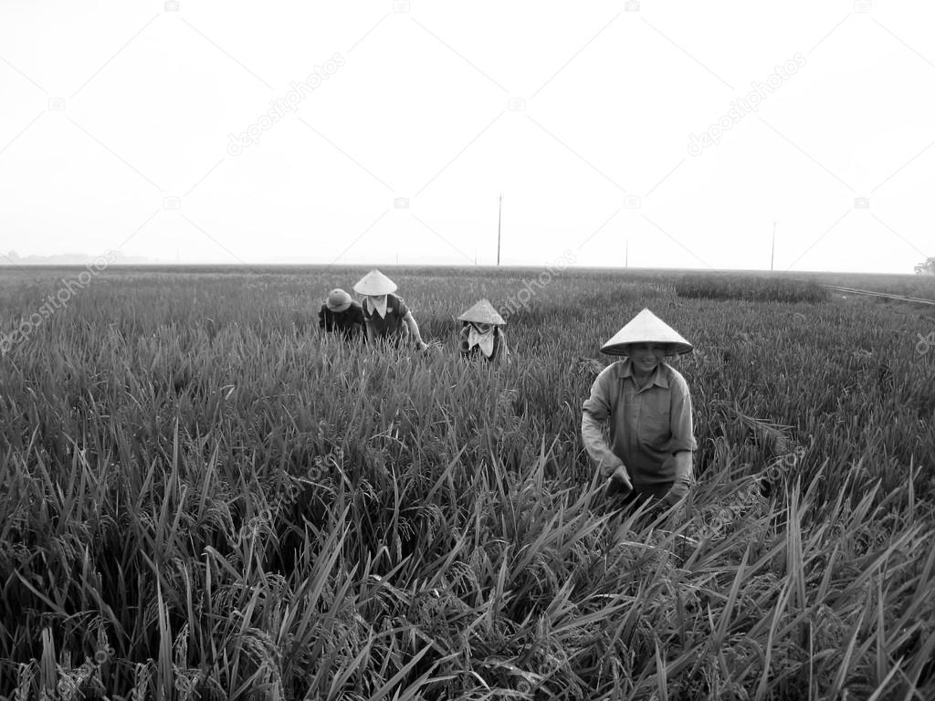 Vietnamese farmer harvest on a rice field – Stock Editorial Photo ...