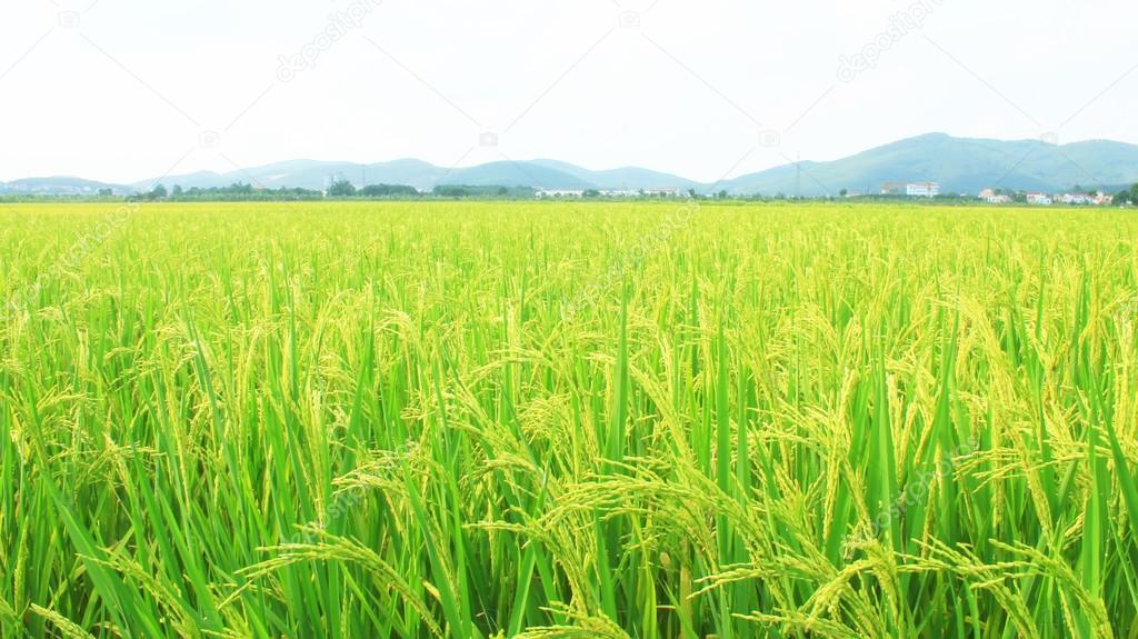 Golden rice field and sky — Stock Photo © dinhngochung #76659147